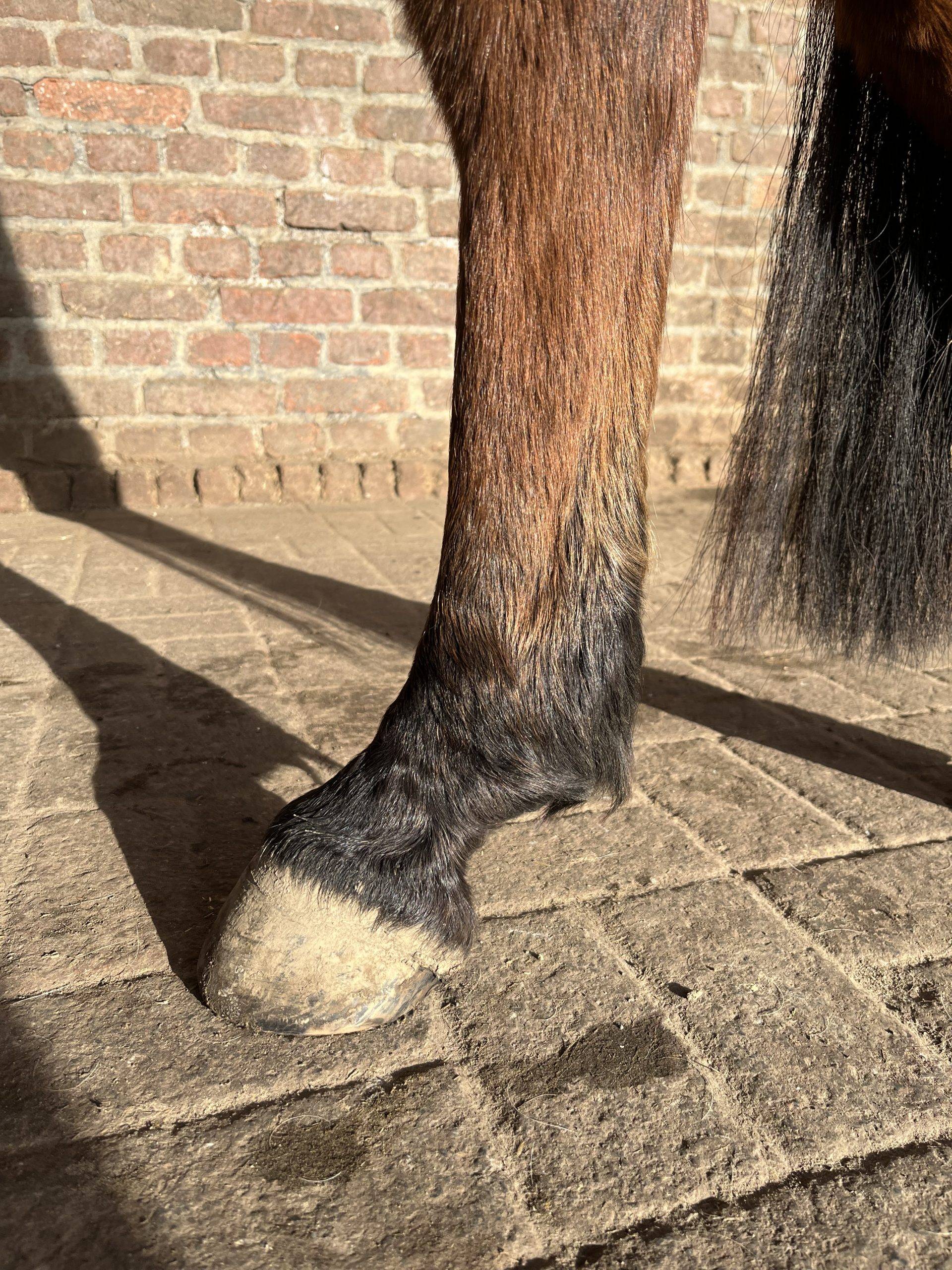 Alternative zur Op: Fesselringband Verengung beim Pferd ...